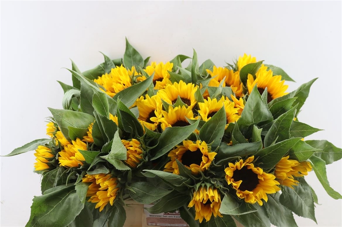 Цветочная культура