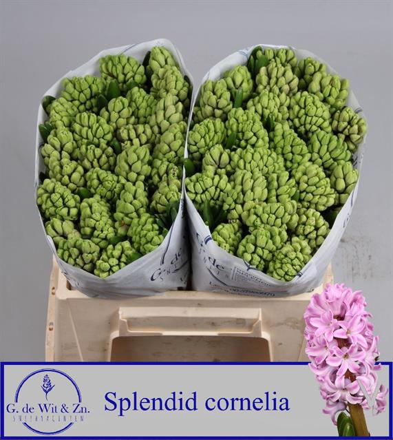 Цветочная культура