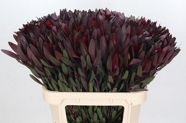 Цветочная культура