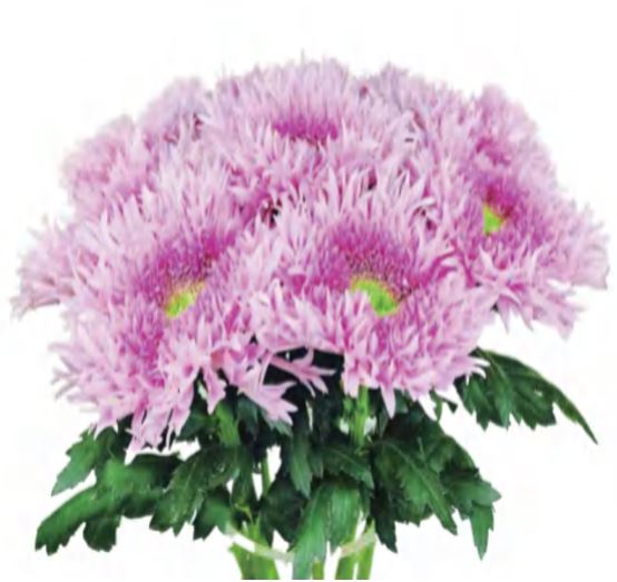 Цветочная культура