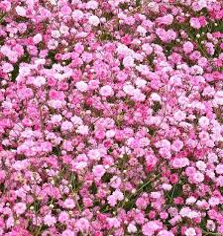 Цветочная культура